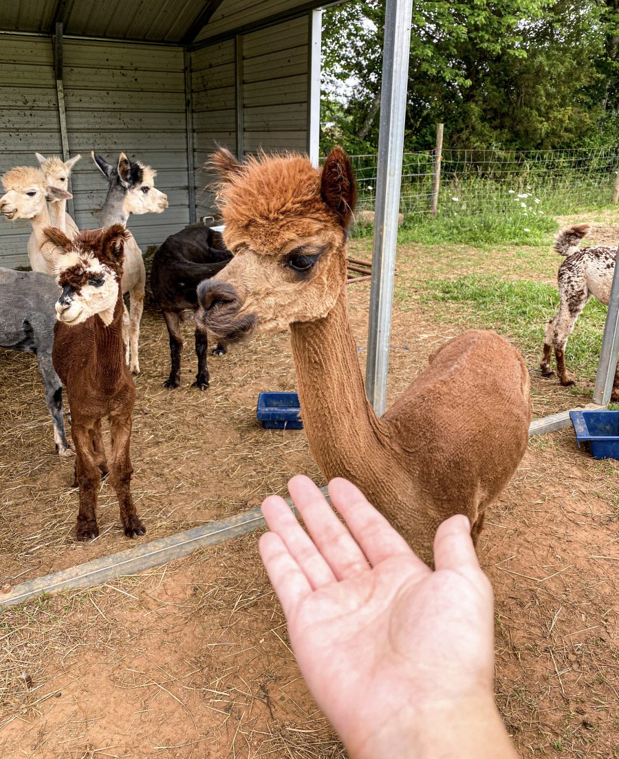 Visiting Purple Alpaca Farms – Better with Ju